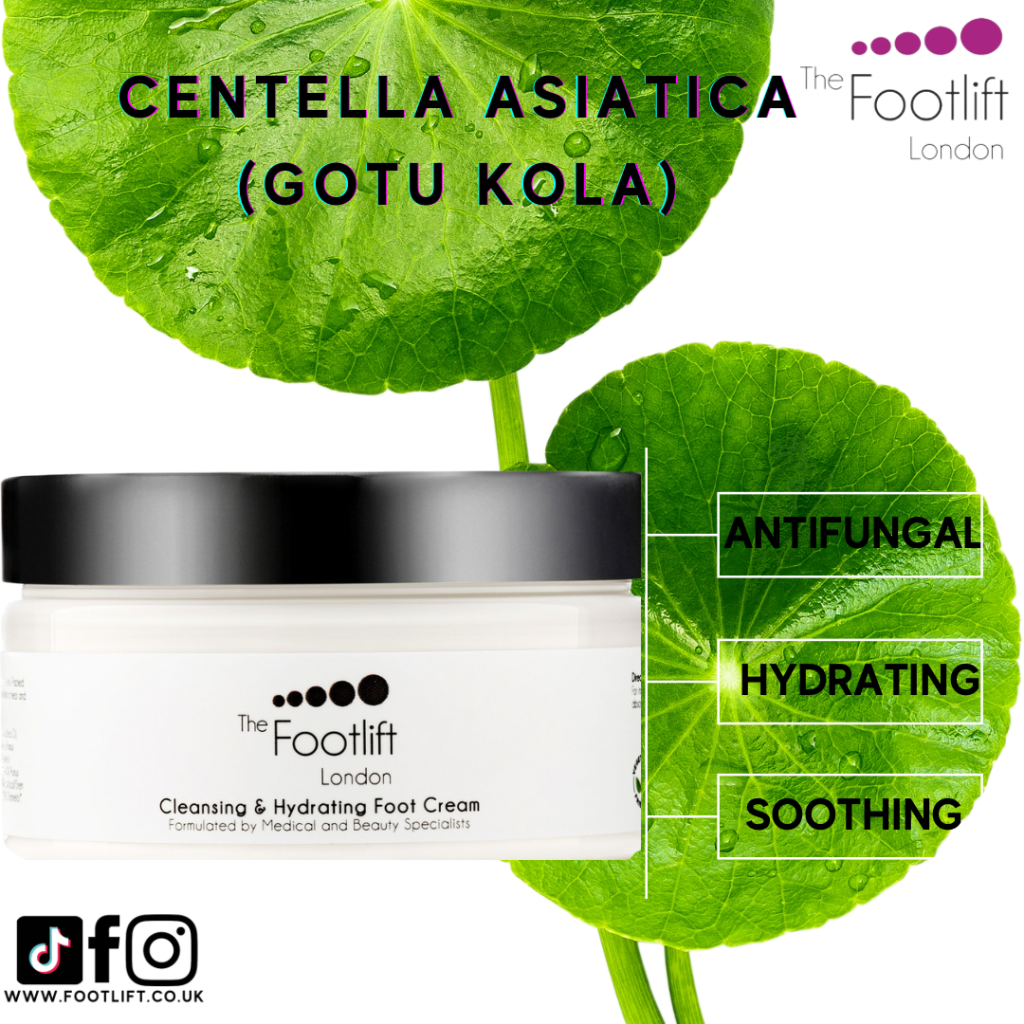 Centella: Powerful Plant for Plump, Hydrated Skin